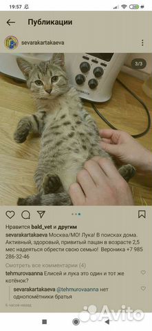 Котенок