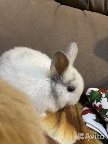Декоративные кролики