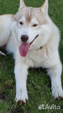 Сибирский хаски 9 месяцев ищет дом