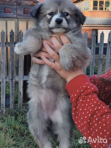 Щенята метисы самоеда