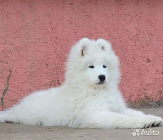 Самоедская собака щенки