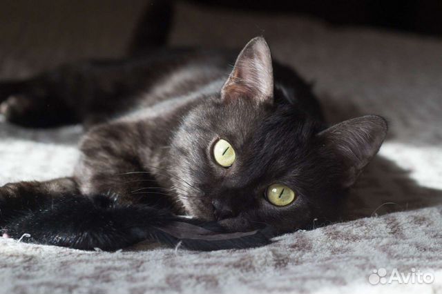 Кот