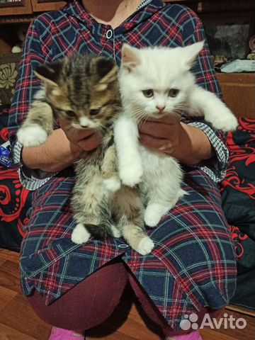 Котёнок в дар