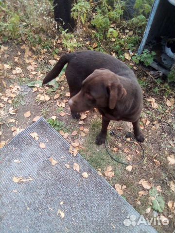 Найдена собака