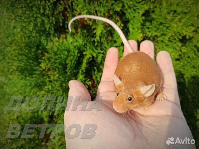 Декоративная мышка девочка