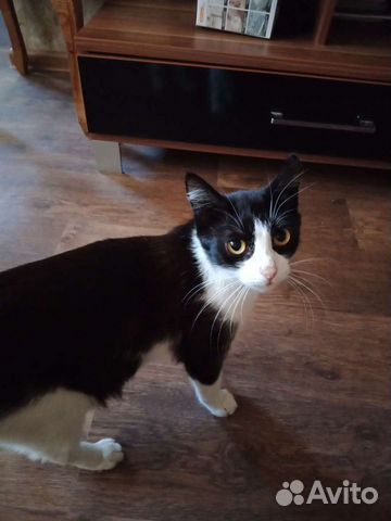 Кошка