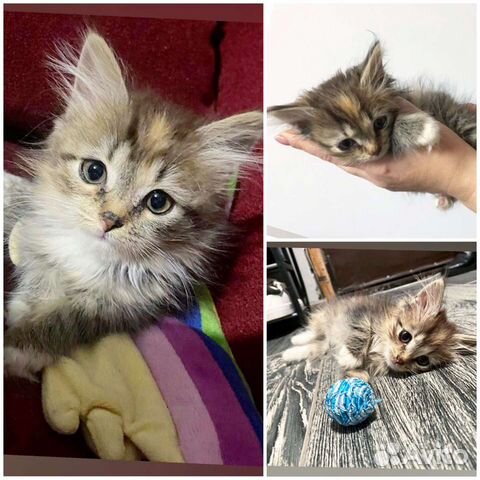 Котёнок, котята сибирская малышка 2 мес в дар