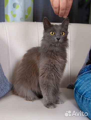 Кошка дымчатого окраса