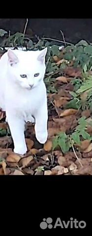 Белоснежка в дар