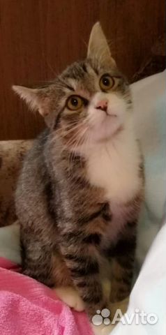 Котёнок в добрые руки