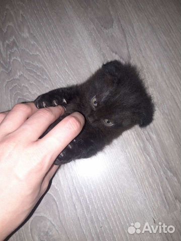Продам кошечку