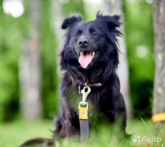 Рич, компанейский и дружелюбный пёсик