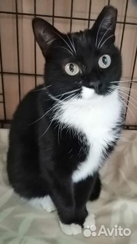 Кошечка в добрые руки