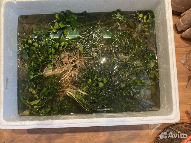 Прополка анубис, нано онубис и другие растения