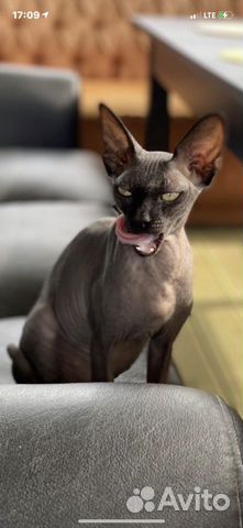 Канадский сфинкс ищет жениха