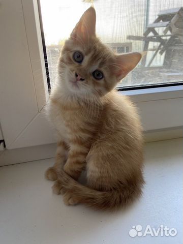 Котята рыжие отдадим в хорошие руки