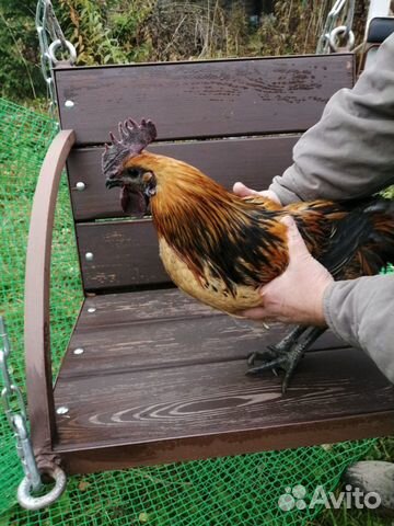 Золотой петушок