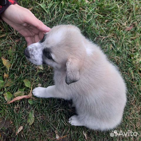 Собака в добрые руки овчарка