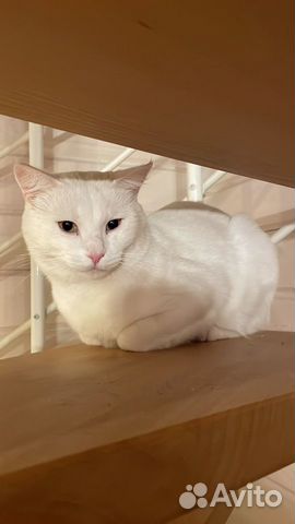 Котик «Зефир»