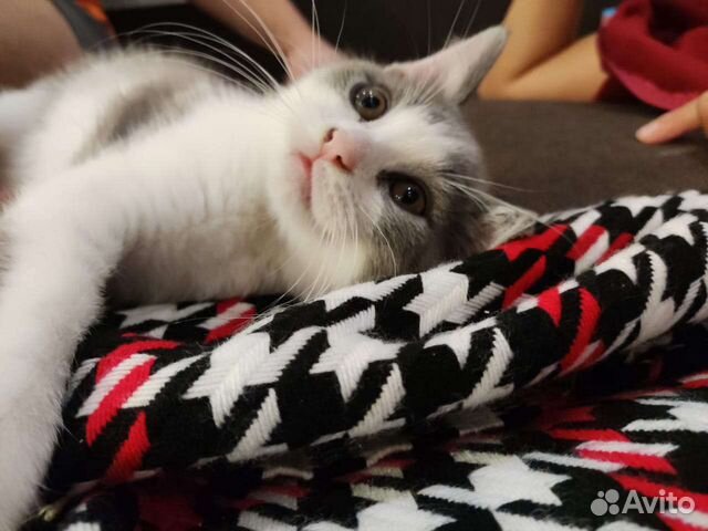 Котёнок в добрые руки