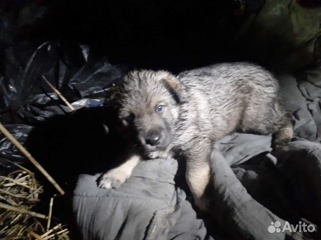 Кавказец помесь с овчаркой