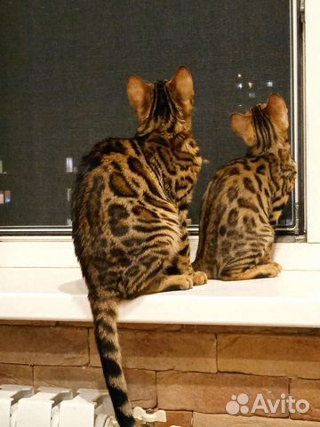 Бенгалы в розведение