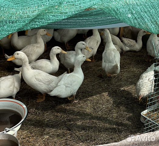 Утки живым весом