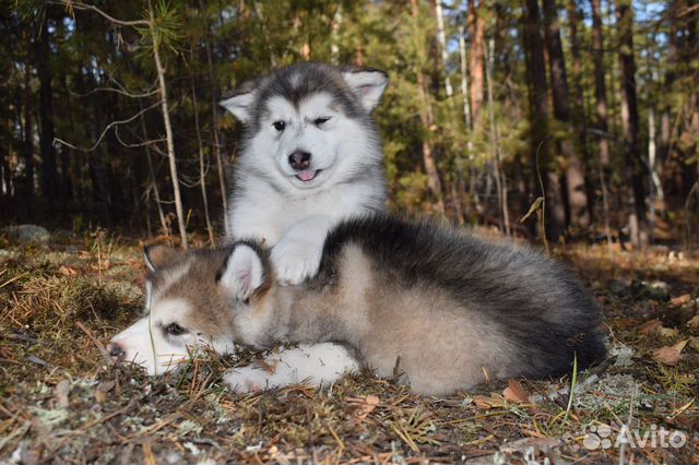 Плюшевые маламутики