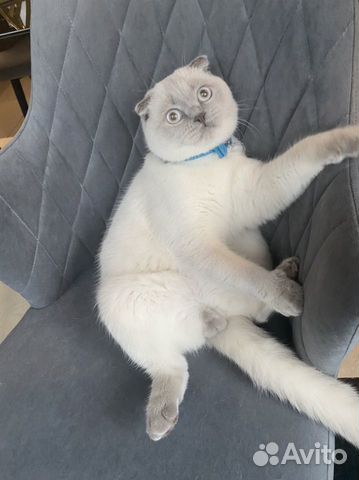 Вязка кота