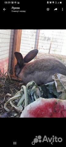 Кролики мясных пород