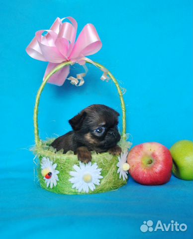 Мини мальчик брабансон