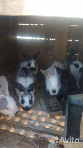 Продаются кролики