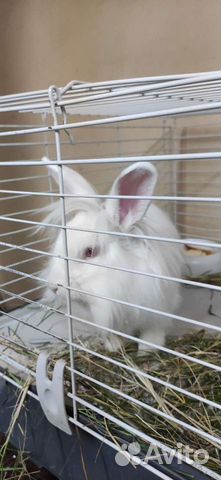 Декоративные кролики