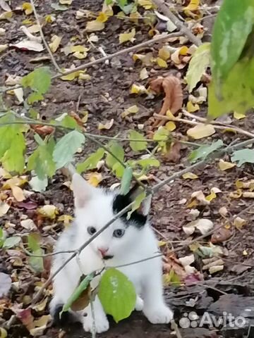 Брошенные котята
