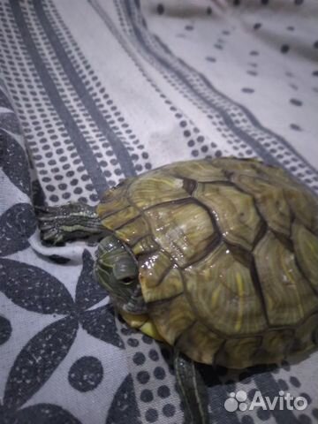 Красноухая черепаха маленькая