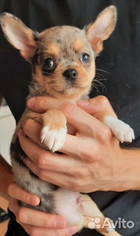 Мраморные детки чихуахуа