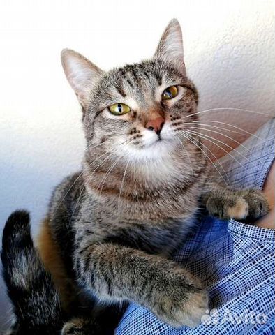 Кошка Бэмби