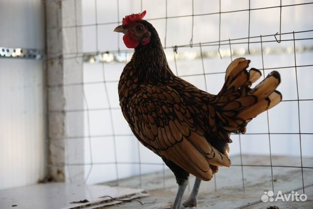 Курица сибрайт