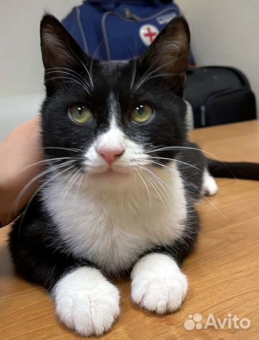 Котенок Тёма, в дар
