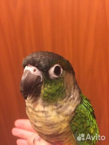 Попугай пиррура