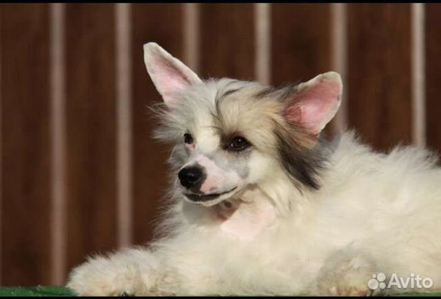 Великолепных щеночков китайской хохлатой собачки