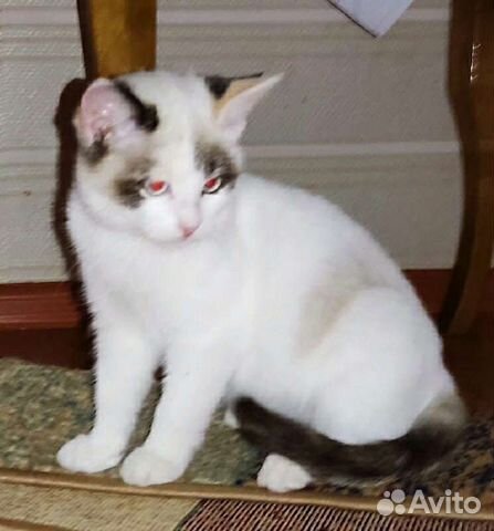 Котята