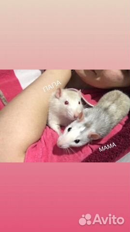 Крысята не для корма