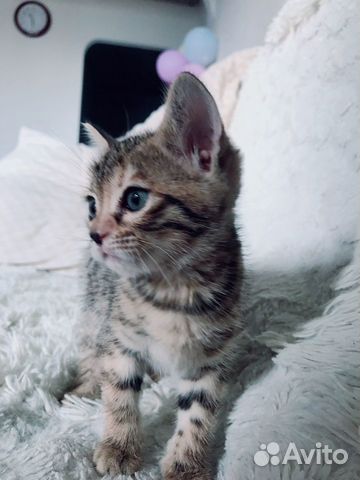 Котенок