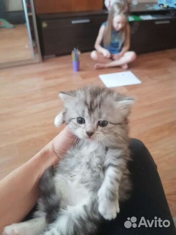 Шотландские вислоухие котята мраморные и чёрные