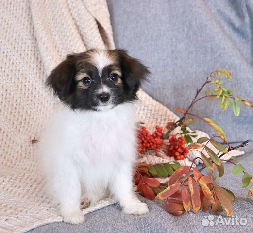 Девочка фален