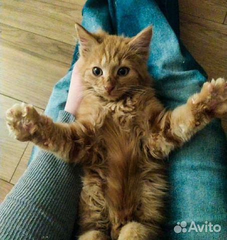 Котик Мурлыка