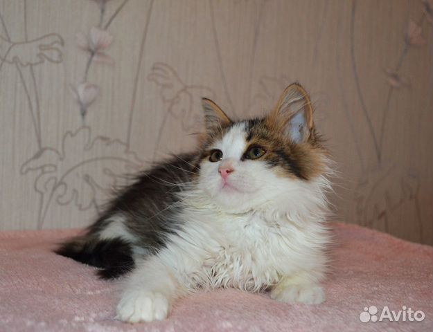 Котенок Ля Пушок в добрые руки