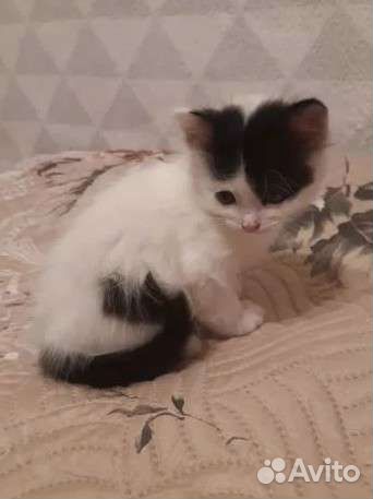 Котята в добрые руки москва