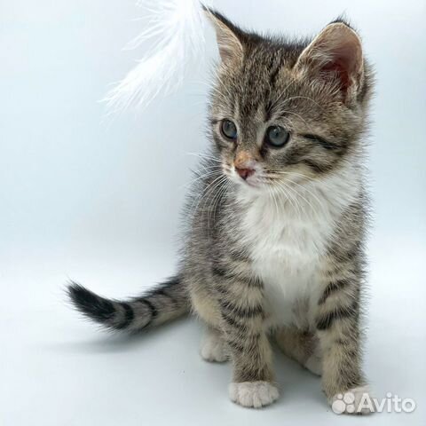 Отдам в хорошие руки котенка